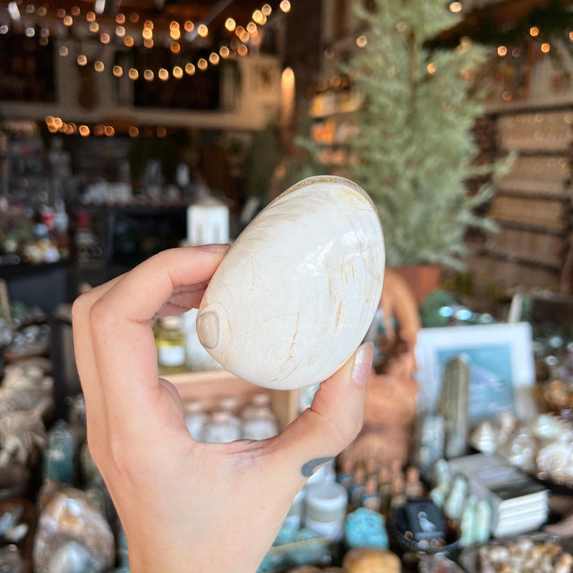 Fossilized Clam – Ravenstone